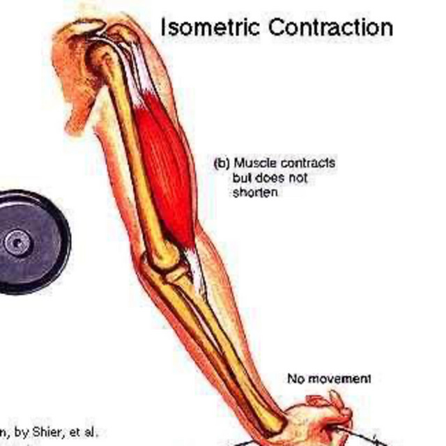 Physiology [L] [MSK] - smooth ms: Mechanical changes - Isometric ...