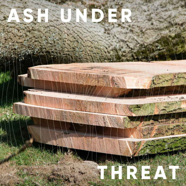 S3E1: Ash under threat with Sheridan Coakley, Wilkinson Rivera and Emma ...