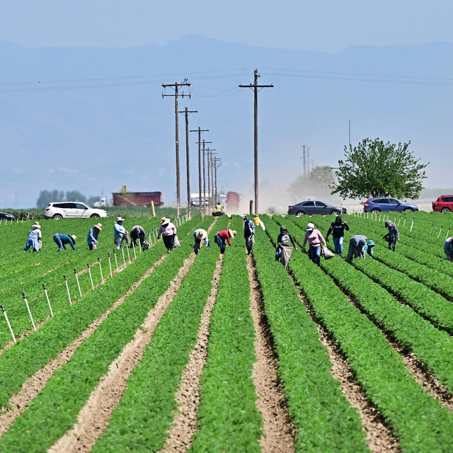 Fear of ICE raids keeps California farm workers on edge - Marketplace ...