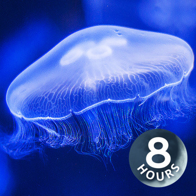 Water Sounds Jellyfish Aquarium 8 Hours (Best with Headphones) I ...