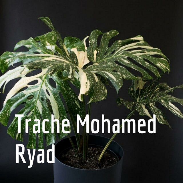 Trache Mohamed Ryad | Podcast on Spotify