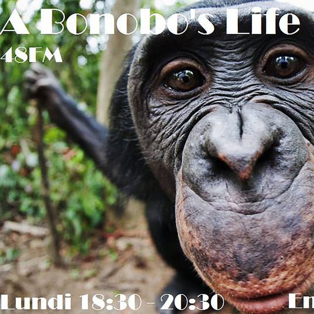 A Bonobos Life • 48FM | Podcast on Spotify