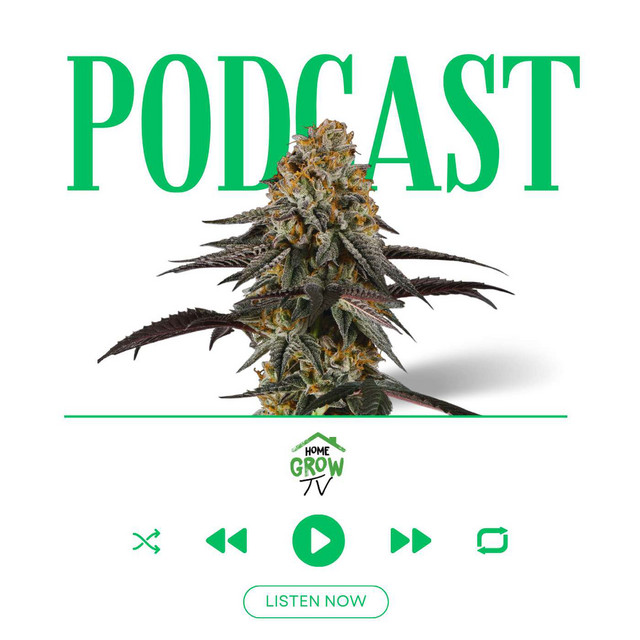 Home Grow TV Talk Show | Podcast on Spotify
