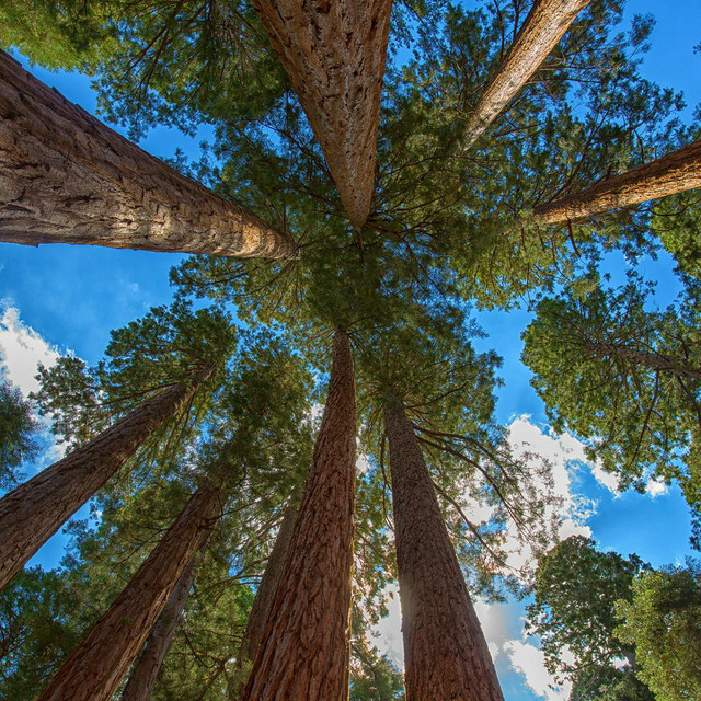 The Best Things in Life are Tree(s) - Big Picture Science | Podcast on ...