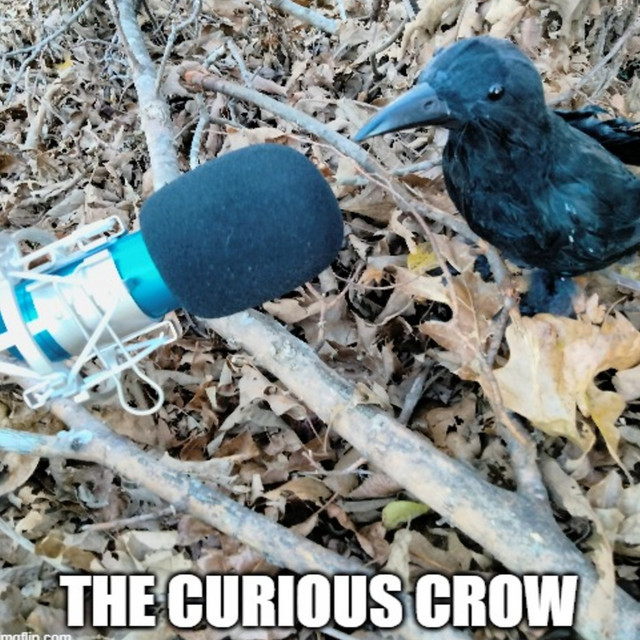 The Curious Crow | Podcast on Spotify