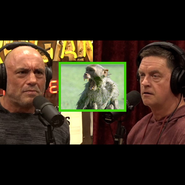 Joe Talks to Jim Breuer About People Fighting Monkeys - JRE Clips ...