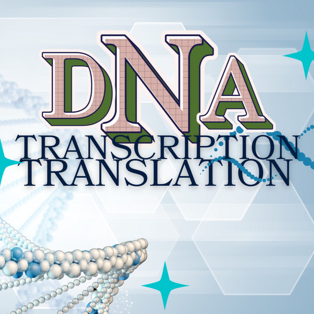 DNA Transcription and Translation - DNA Transcription and Translation ...
