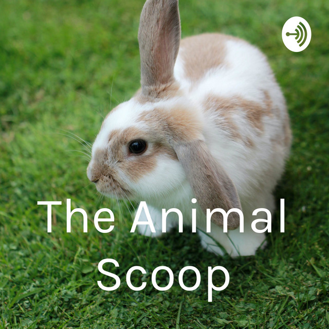 The Animal Scoop | Podcast on Spotify