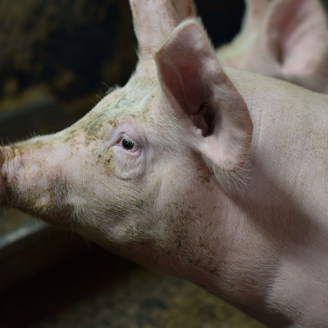Optimising Pig Performance: Balancing diet, sustainability & the future ...