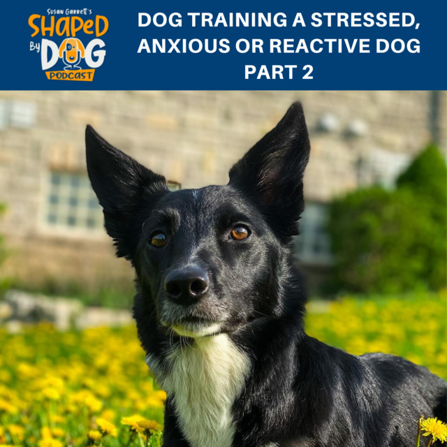 Dog Training A Stressed, Anxious Or Reactive Dog Part 2 #169 - Shaped ...