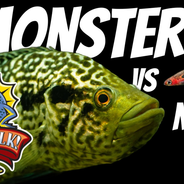 Episode 66: Monster Fish Vs Nano Fish, A Fierce Debate - Tank Talk ...