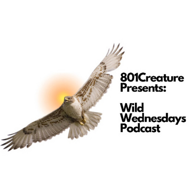 Wild Wednesdays | Podcast on Spotify