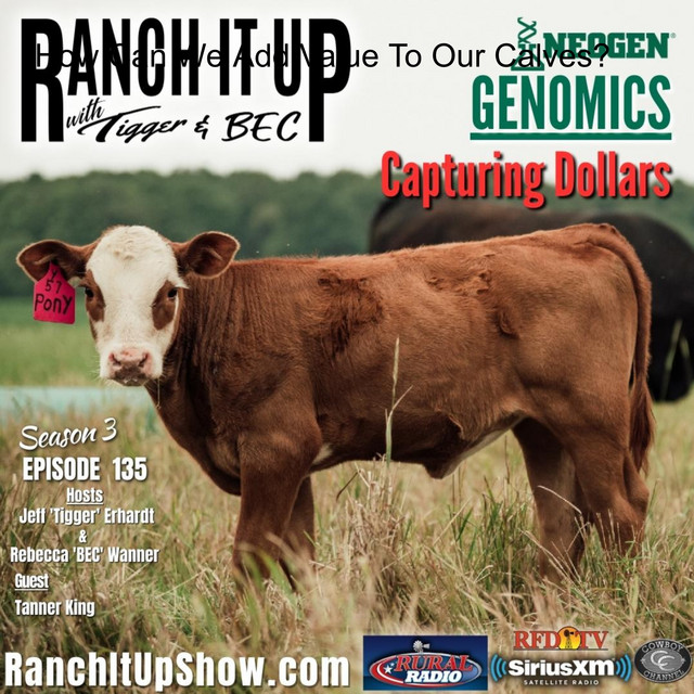 How Can We Get More Dollars For Our Calves? - Ranch It Up Radio Show ...