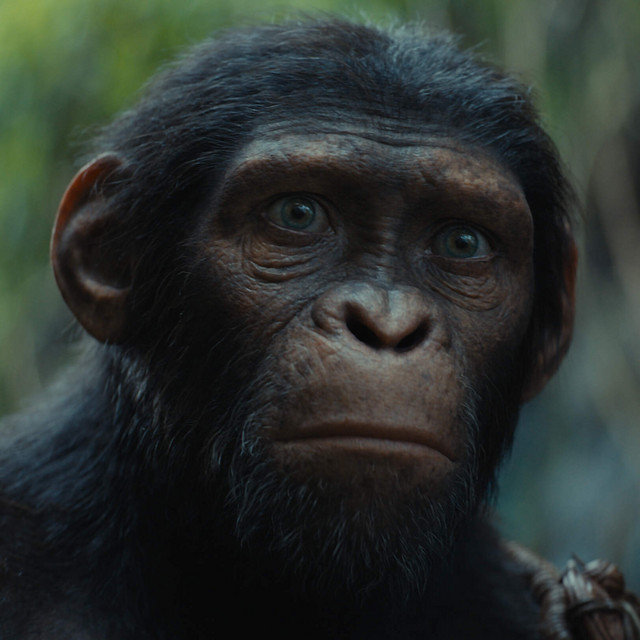 Kingdom Of The Planet Of The Apes And What's Making Us Happy - Pop ...