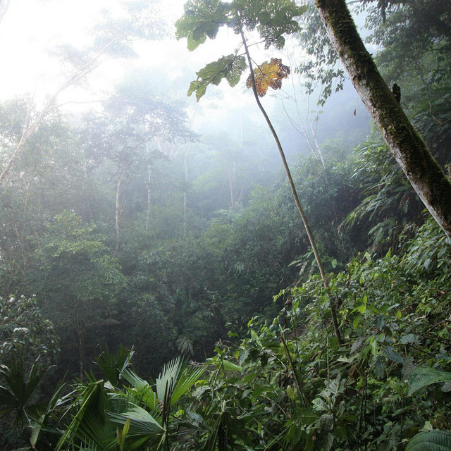 Amazing Amazonia - Big Picture Science | Podcast on Spotify