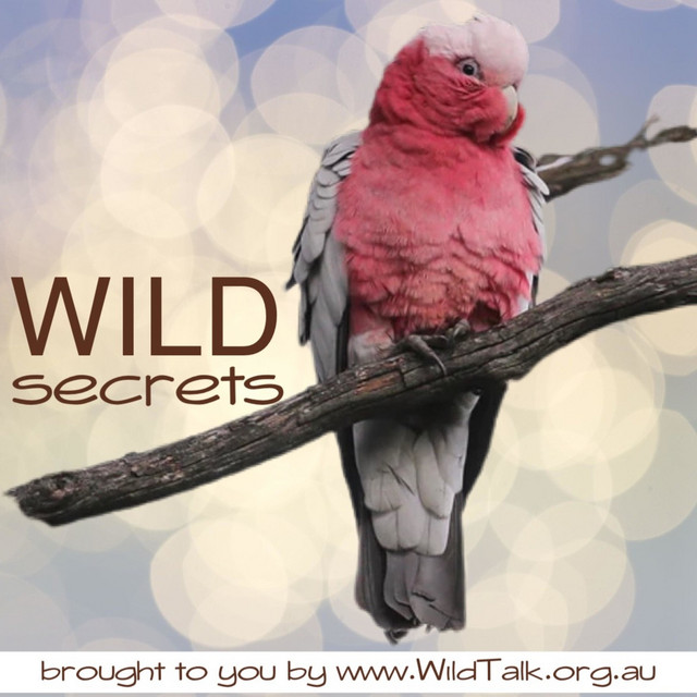 Wild Secrets | Podcast on Spotify