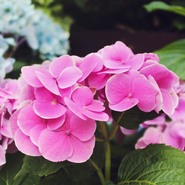 Con flores 🌺 te llevaste mi tristeza con colores 🌈 - playlist by Sofia ...