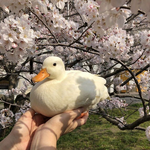 Ducks - playlist by Omi~ | Spotify