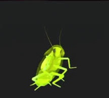 Dancing Rainbow cockroach - playlist by 🦈🩷🦈 | Spotify