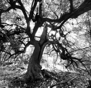 Tree music Vol. 1 - playlist by OdditreeSociety | Spotify