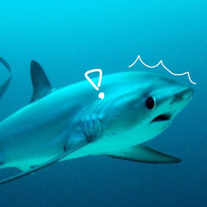 ☆Sharks ☆ - playlist by Gumiya | Spotify