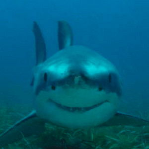 SHARKS!!!!!!! - playlist by Ober | Spotify