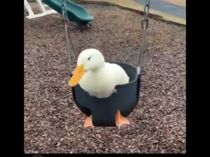 duck on Spotify